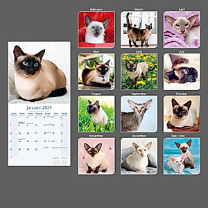 2023 2024 Siamese Cats Calendar - Cute Animal Monthly Wall Calendar - 12 x 24 Open - Thick No-Bleed Paper - Giftable - Academic Teacher's Planner Calendar Organizing & Planning