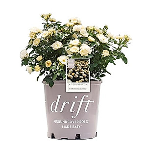 Drift Popcorn Rose, 2 Gal