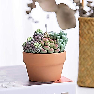Assorted Succulent Pot Scented Candle for Spa Home Decoration Wedding Gift