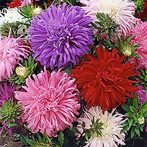 China Aster Seeds - Ostrich Feather Mix - Packet - Pink/Purple/White Flower Seeds, Open Pollinated Seed Attracts Bees, Attracts Butterflies, Attracts Pollinators, Easy to Grow & Maintain, Container