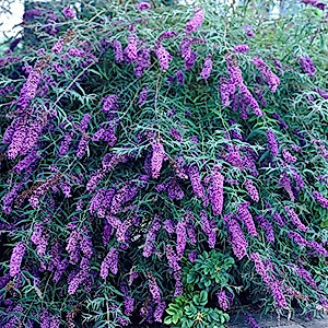 CHUXAY GARDEN 50 Seeds Buddleja Davidii 'Black Knight',Purple Butterfly Bush,Summer Lilac Fast-Growing Drought Tolerant Deciduous Shrub Great for Garden