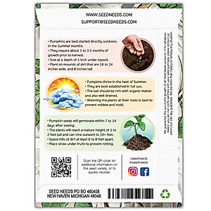 Seed Needs, Lumina Pumpkin Seeds - 15 Heirloom Seeds for Planting Cucurbita Maxima - White Fruits Perfect for Carving Alongside Jack O Lantern - Non-GMO & Untreated (1 Pack)