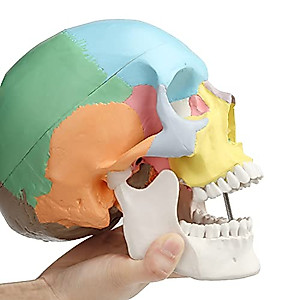 RONTEN Human Skull Anatomical Model, Painted Medical Skull 3-Part Removable Skull Cap and Moving Jaw, Display Model for Medical Student Human Anatomy Teaching and Studying