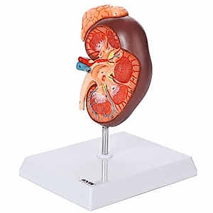 Kidney Anatomy Model with Adrenal Gland, Includes Base, Made by Axis Scientific