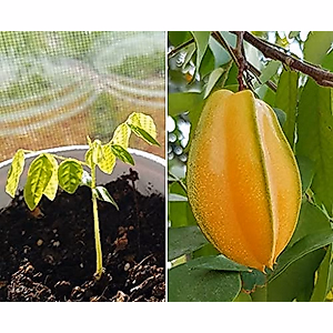 Dichondra 50pcs Star Fruit Seed