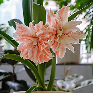 1pcs Amaryllis Bulbs Flowers Flowering Bulbs Exotic Beautiful Spectacular Flowers Bulb for Home Garden Planting.