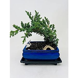 Juniper Bonsai Tree Peaceful Environment Ceramic Vase +Figurines and Tray