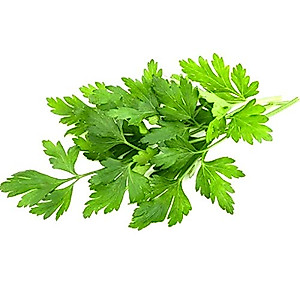 Parsley Italian Giant Seeds Choose Packet Size for Easy Grow Garden Herb or Microgreens C57 (350 Seeds)