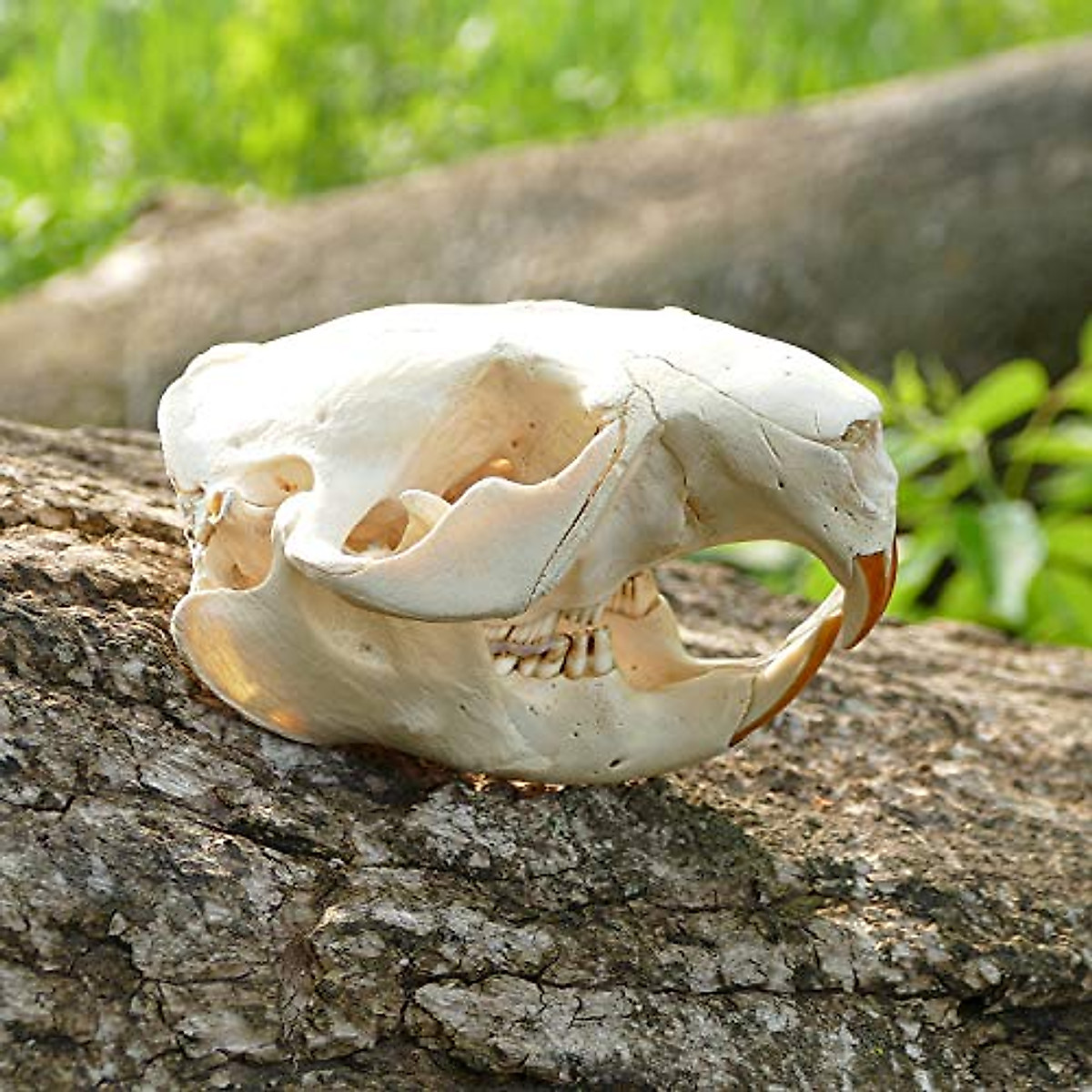 RC Beaver Skull Real Animal Skull – Professional Taxidermy Skull with Beaver Teeth Animal Skeleton Real Skull Bones