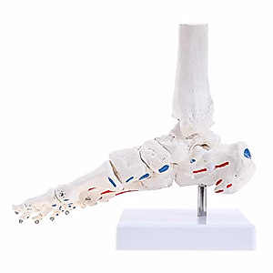 SKUMOD Human Foot and Ankle Skeletal Model with Tibia and Fibula parts, Flexible Foot Bone Structure Model