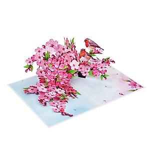 Mothers Day Card, Pop Up Valentines Day Birthday Anniversary Cards, 3D Get Well Soon Thank You Card (Size 6x8 In – Cherry Blossom Robins Couple).