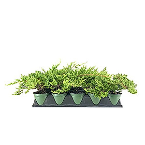 Dwarf Japanese Garden Juniper | 15 Live 4 Inch Pots | Juniperus Procumbens Nana | Drought Tolerant Evergreen Groundcover | Great Plants for Bonsai