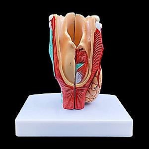 Human Throat Model Life Size, Anatomically Accurate Throat Model Human Throat Anatomy for Science Classroom Study Display Teaching Medical Model