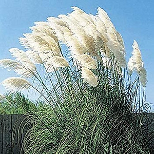 Giant White Pampas Grass Seeds - 1,000 Seeds - Ships from Iowa, Made in USA - Ornamental Landscape Grass or Privacy Plant