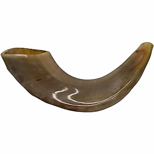 Authentic & Kosher Polished Ram's Horn Shofar from Israel (16" -18")