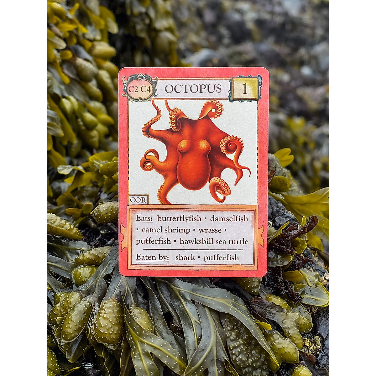 Montrose Biology Ecologies: Hidden Habitats - Use Science to Build Food Webs in 7 Biomes - Beautiful Vintage Nature Art for The Classroom or Game Night