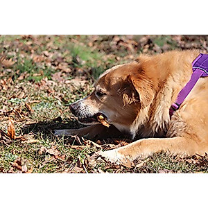 Best Pet Supplies GigaBite Pig Ear Slices (2.2-Pounds) – All Natural Pig Ear Strips, Piggy Sliver Dog Treat