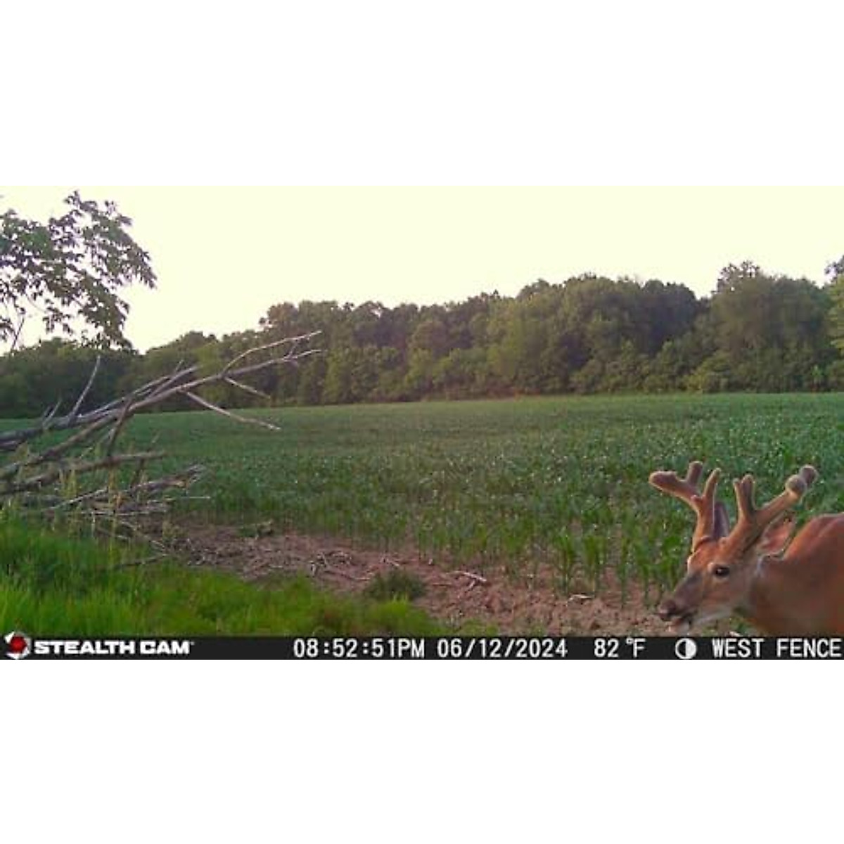 Stealth Cam Revolver 36MP Photo 1080P HD Video at 30 FPS 0.4 Sec Trigger Speed 360-Degree Panoramic View Built-in GPS Hunting Cellular Trail Camera, Verizon and AT&T