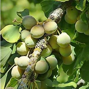 CHUXAY GARDEN 5 Seeds Ginkgo Biloba,Maidenhair Tree,Fossil Tree, Icho Beautiful Deciduous Trees Stunning Yellow Color Exotic Charm Long-Live Great for Garden