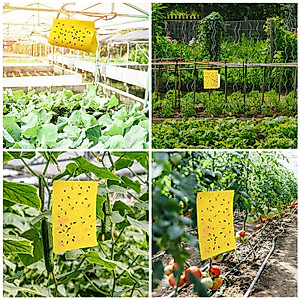 Qualirey 4 Sets Cucumber Beetle Trap and Lure, Double Sided Yellow Sticky Traps with Attractant, Fly Trap for White Flies, Fungus Gnats, Orchard, Plant, Odorless Glue Fly Trap(7.9 x 5.9 in)