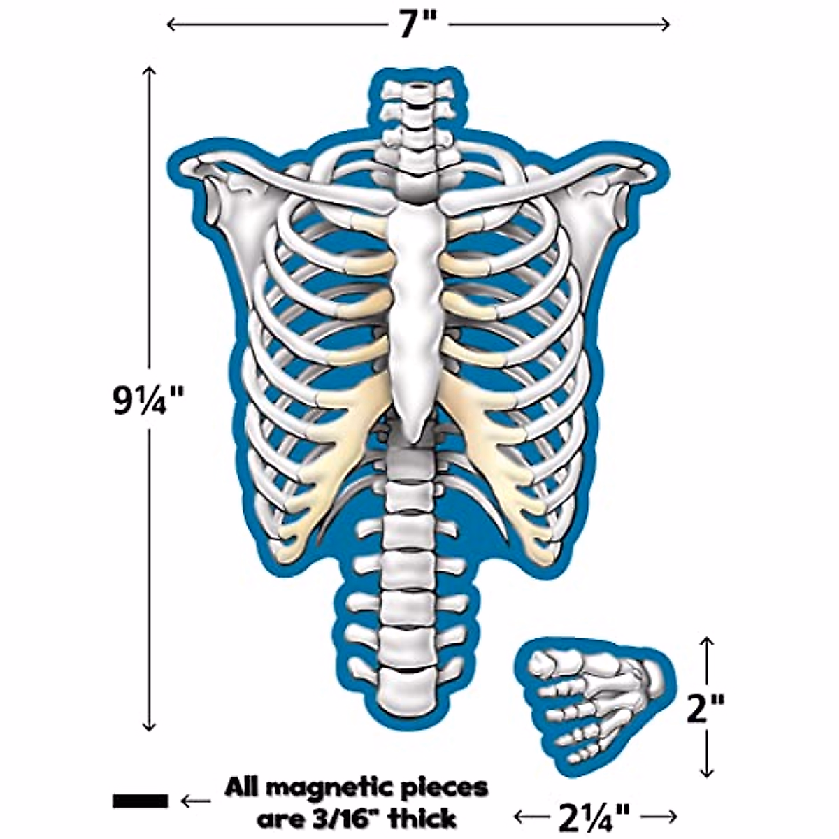 Teacher Created Resources - 77241 Human Skeleton Magnetic Accents 33" x 10" x 9.1"