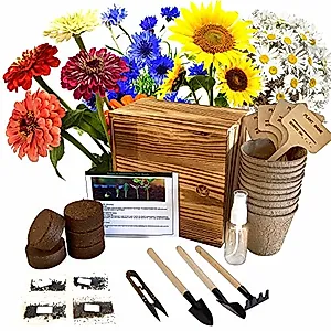 Indoor Daisy Garden Starter Kit, 4 Daisy Flower Seeds Planting Set with Complete Gardening Kit & Wooden Box, Growing into Shasta Daisy, Cornflower, Sunflower, Zinnia