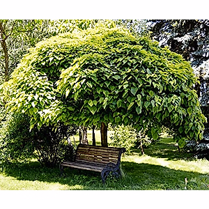 Indian Bean Tee Southern Cigar Tree Catawba Tree Catalpa Bignonioides 10 Seeds