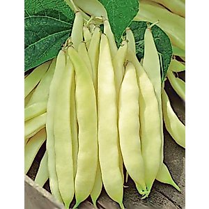 Introduction Price!Bush Bean Seeds for Planting Vegetables and Fruits-Purple,Yellow & Green Bean Seeds,No Trellis Needed.Non GMO Garden Seeds for Home Vegetable Garden(40-45 Veggie Seeds Capitano Bean