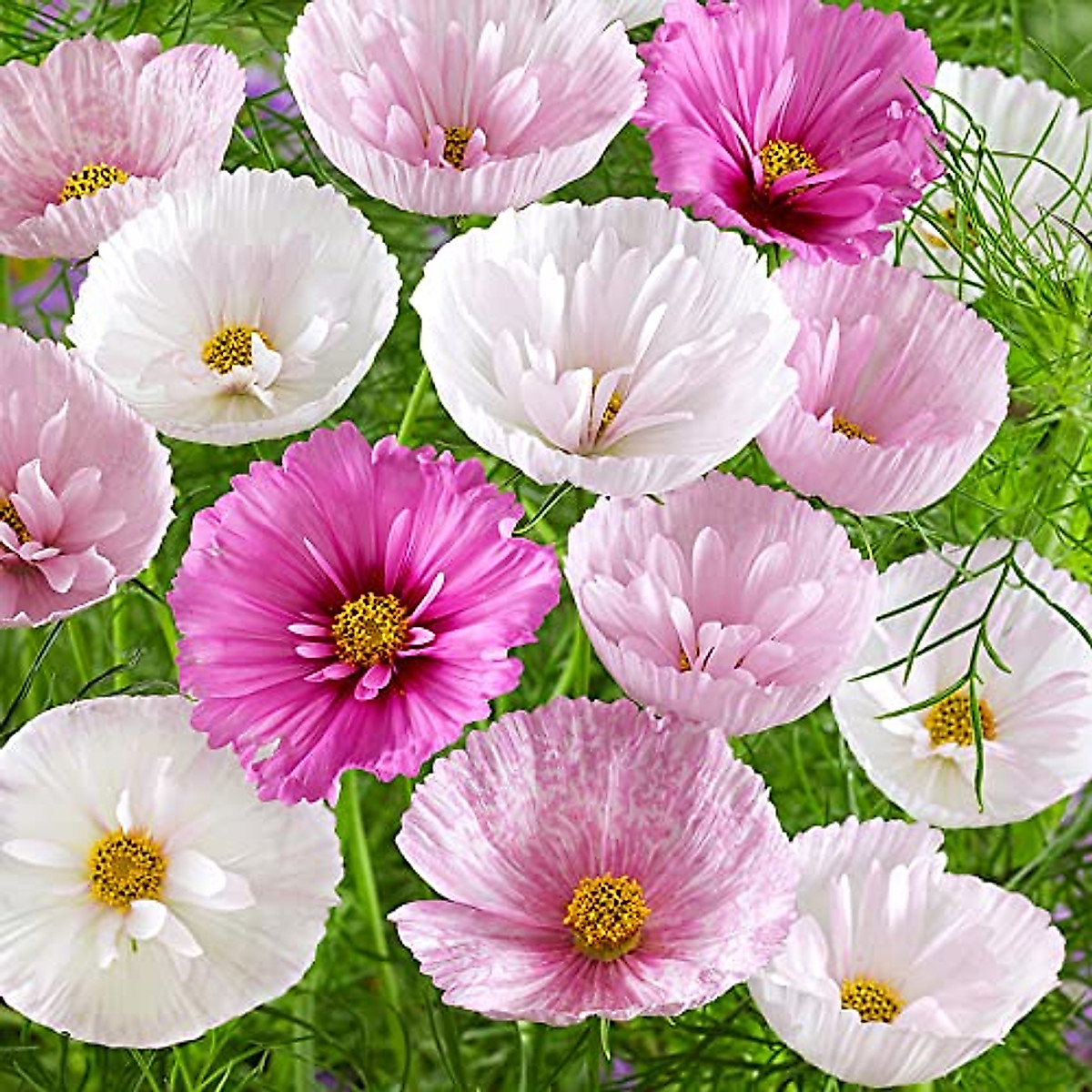 Outsidepride 50 Seeds Annual Cosmos Bipannatus Cupcakes Blush Cut Flower Seed Mix for Planting