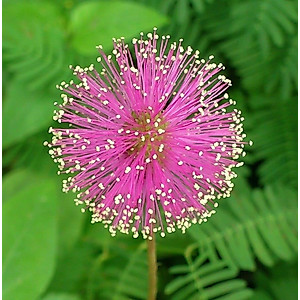 100 Sensitive Plant Seeds Mimosa Pudica - Fun for Kids - Easy to Grow!