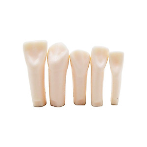 Typodont Teeth Model, with Removable Teeth, Compatible with Kilgore Nissin + 5 Sets of 28pcs Teeth Piece for Teaching, Study