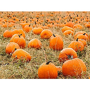 Gaea's Blessing Seeds - Pumpkin Seeds (4.0g) Jack O Lantern Non-GMO Seeds with Easy to Follow Planting Instructions - Heirloom 90% Germination Rate