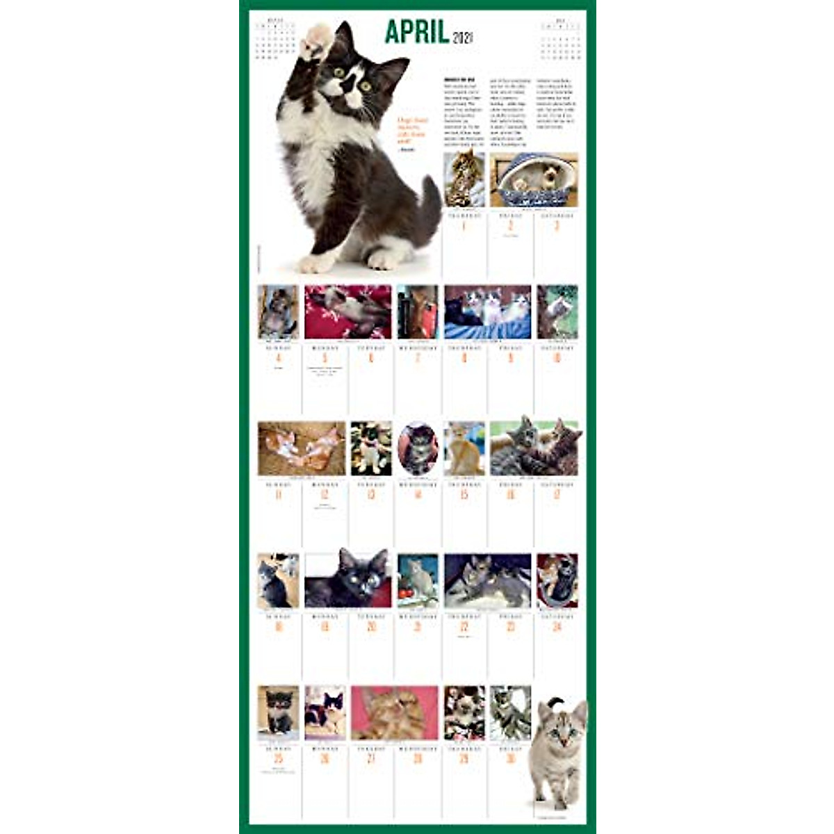 365 Kittens-A-Year Picture-A-Day Wall Calendar 2021