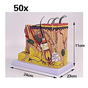 ZALTAS 50X Enlarged Anatomical Model Skin Model Anatomy for Science Classroom Study Display Teaching Medical Model Human Body Anatomy Replica A