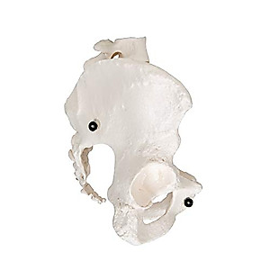 3B Scientific A61 Female Pelvic Skeleton - 3B Smart Anatomy