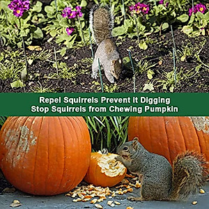 TSCTBA Pest Control Pouches,Squirrel Repellent,Peppermint Oil Pest and Rodent Repellent,Mouse/Rat/Mice Repellent,Mosquito Repellent,Naturally and Strongly Repel Roach,Ant, & Other Pests -10Pouche