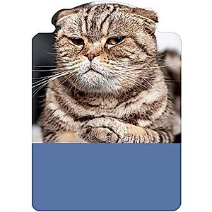RSVP Grumpy Cat : On Nerves Funny/Humorous Birthday Card Orchid 5" x 7" GC-B7467