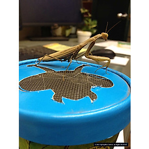 Praying Mantis Egg Case with Hatching Habitat Cup - 2 Praying Mantids Egg Cases