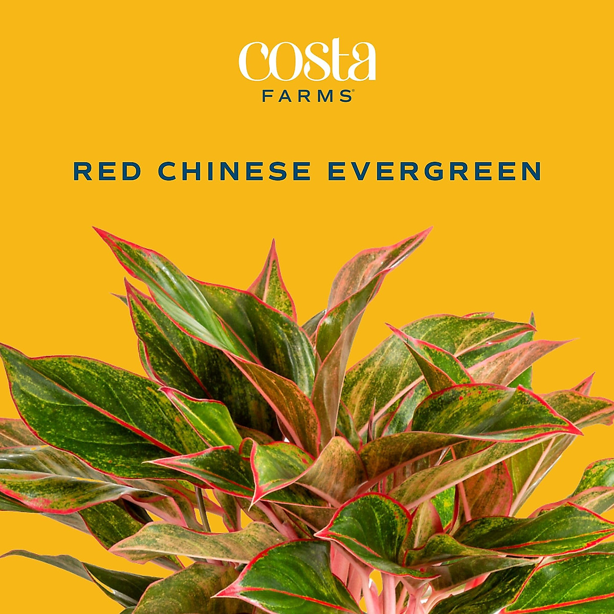 Costa Farms Chinese Evergreen Live Plant, Aglaonema, Easy Care Low Light Houseplant in Nursery Pot, Potted in Potting Soil Mix, Housewarming, Unique Home or Room Decor, 1-2 Feet Tall