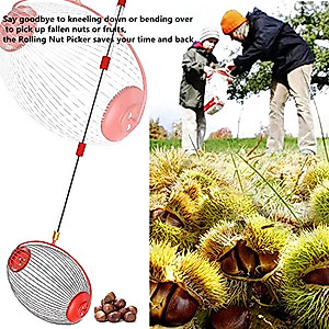 Large Nut Gatherer Rolling Nut Harvester Ball Picker Adjustable Lightweight Outdoor Manual Tools Picker Collector Walnuts Pecans Golf Nerf Darts and Ball 1'' to 3'' in Size (7.48 * 12.6in)