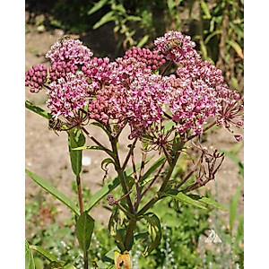 Swamp Milkweed Plant Live Pink Rose Milkweed Asclepias Incarnata Starter Plant Butterfly