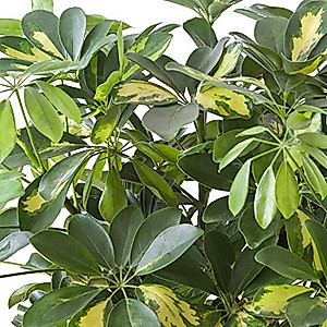 Umbrella Tree - 'Gold Capella' Live Braided Schefflera Arboricola - Florist Quality - Beautiful Indoor Tree - 3 Feet Tall