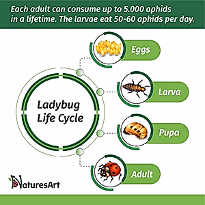 NaturesArt 3000 Live Ladybugs - Good Bugs for Garden - Ladybug - Guaranteed Live Delivery!