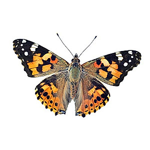 10 Live Caterpillars to Grow Painted Lady Butterflies Kit - Ready to Ship Now