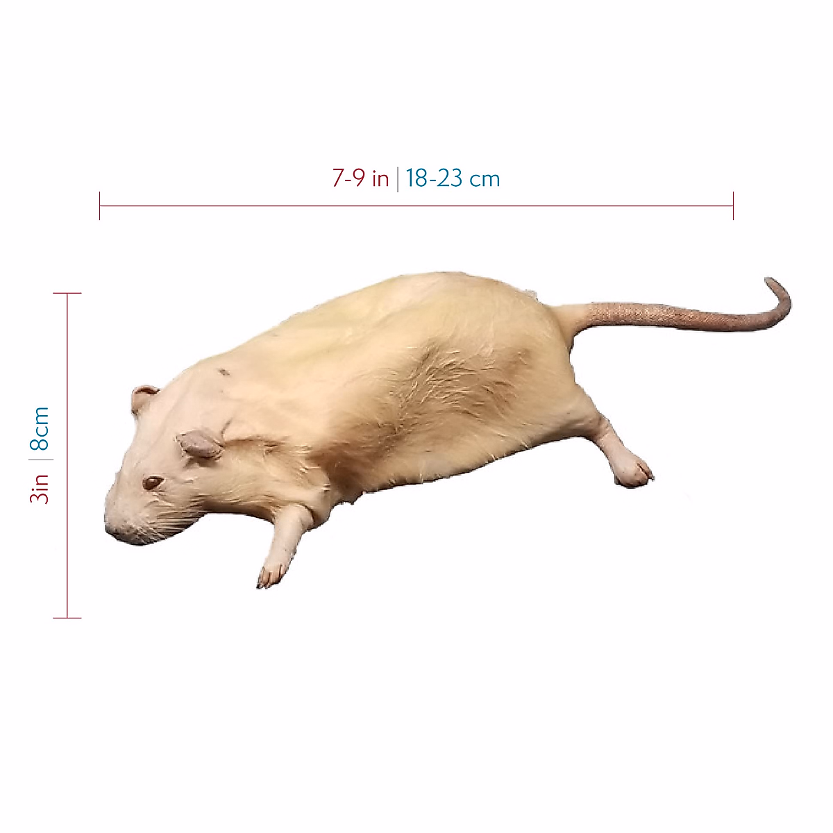 Anatomy Lab Rat Specimen for Dissection, for Biology Classrooms, 7-9 inches Double Injection, Vacuum Pack of 1