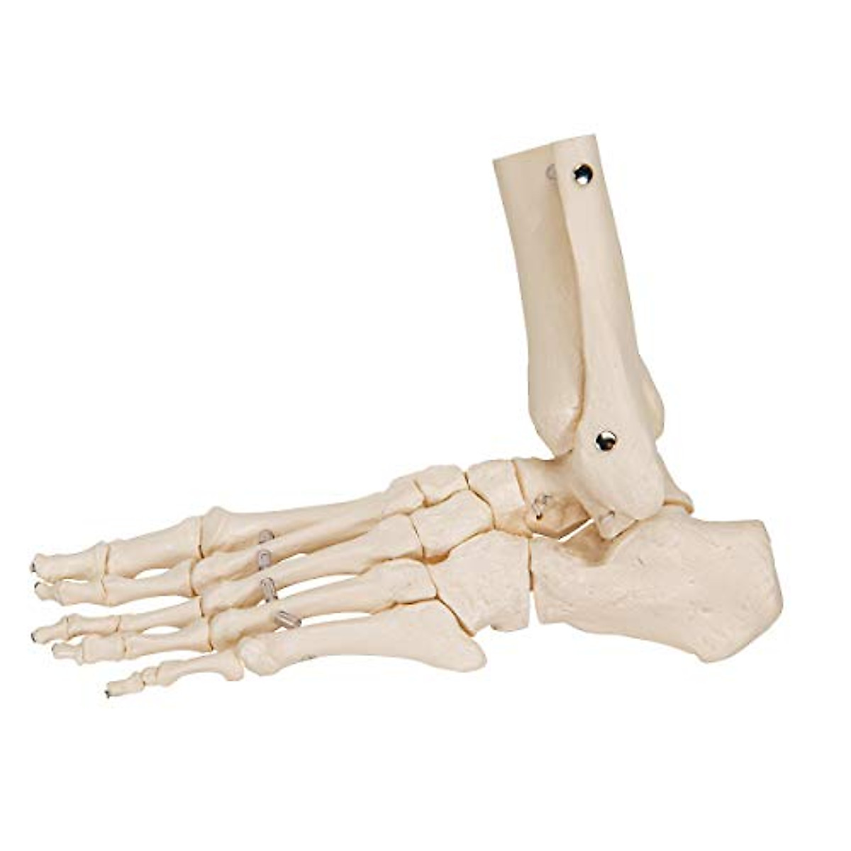 3B Scientific A31/1 Foot Skeleton-flexibly w/portions of Tibia- Fibula - 3B Smart Anatomy