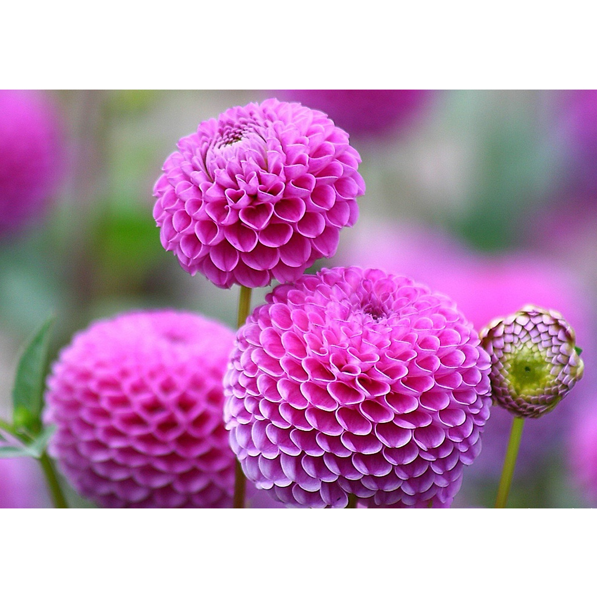 Seeds Dahlia Pompon Mix Flower Annual Beautiful Outdoor Garden Cut for Planting Non GMO