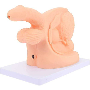 HGYYIO Urinary Catheterization Model Internal External Genital Anatomy Model and Urinary Catheter Mold Male Female Catheter Anatomy Teach Set,for Clinical Teaching Practica