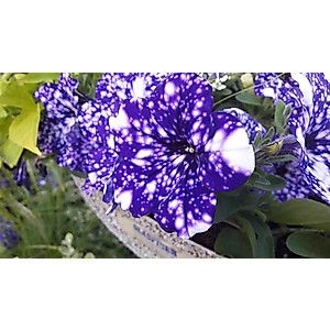 GardenGeng 300+ Rare Night Sky Petunia Seeds for Hanging Baskets - Dwarf Wave Petunia Flower Seeds for Planting Home Garden Non-GMO Heirloom Variety