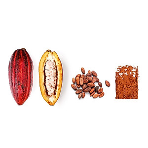 Fresh Cacao Seeds for Planting - Wet Cocoa Seeds - Make Chocolate, Great as Bonsai (4 Seeds)